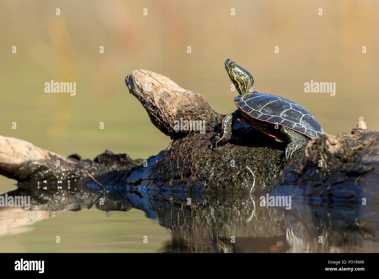 Painted turtle in lake hi-res stock photography and images - Alamy