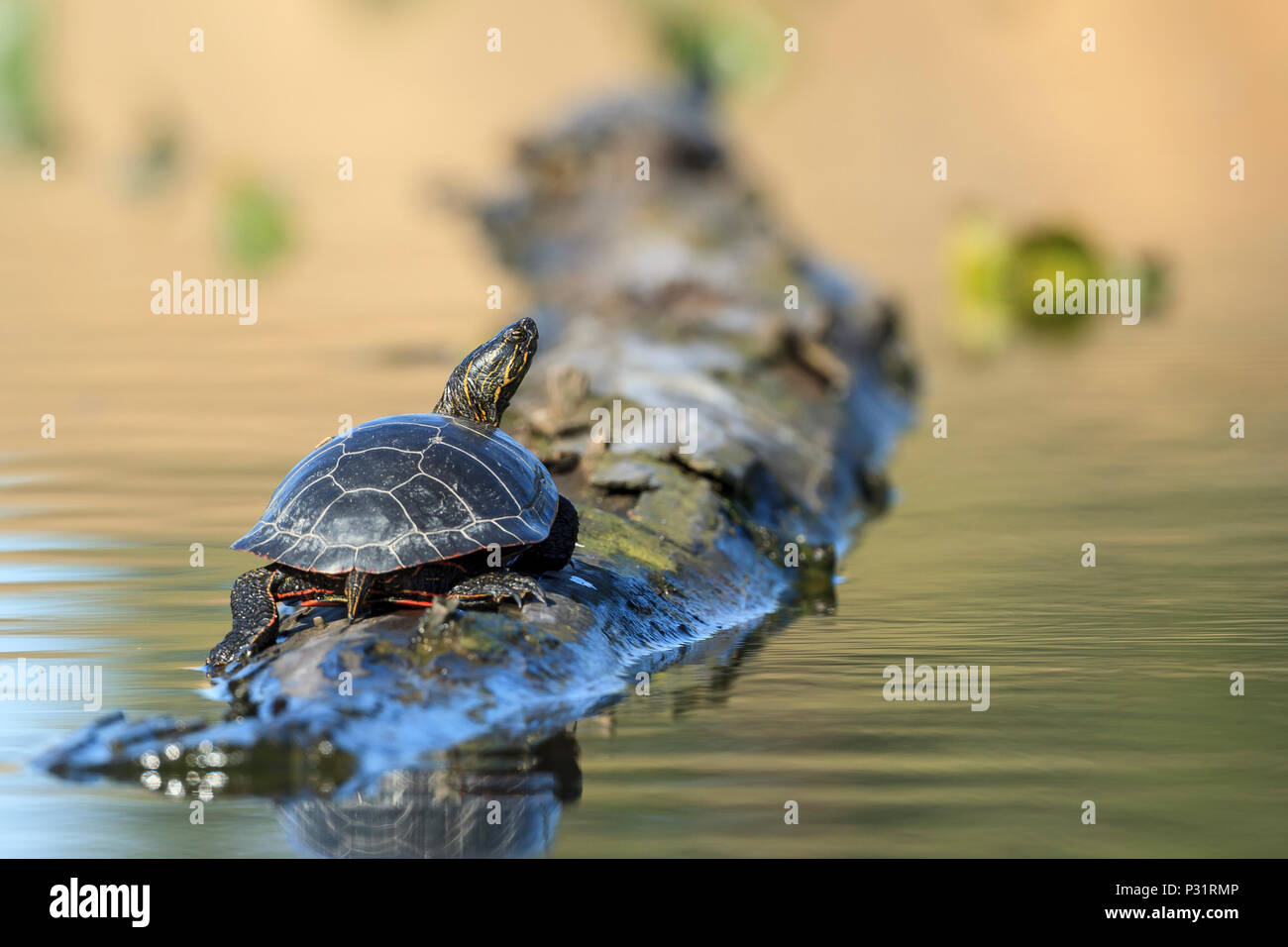 An America Painted turtle (chrysemys picta) basks in the sun on a log ...