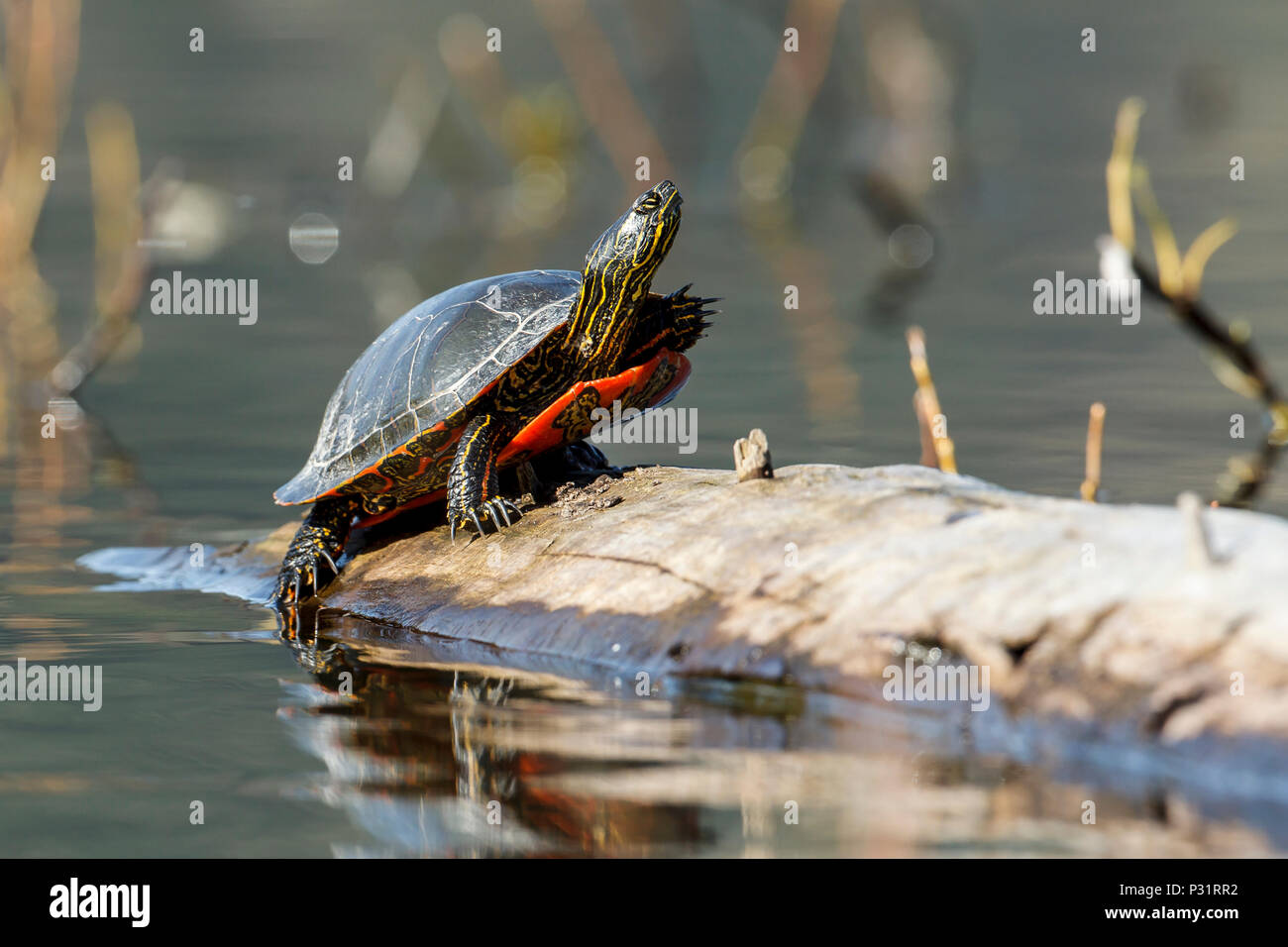 An America Painted turtle (chrysemys picta) basks in the sun on a log ...