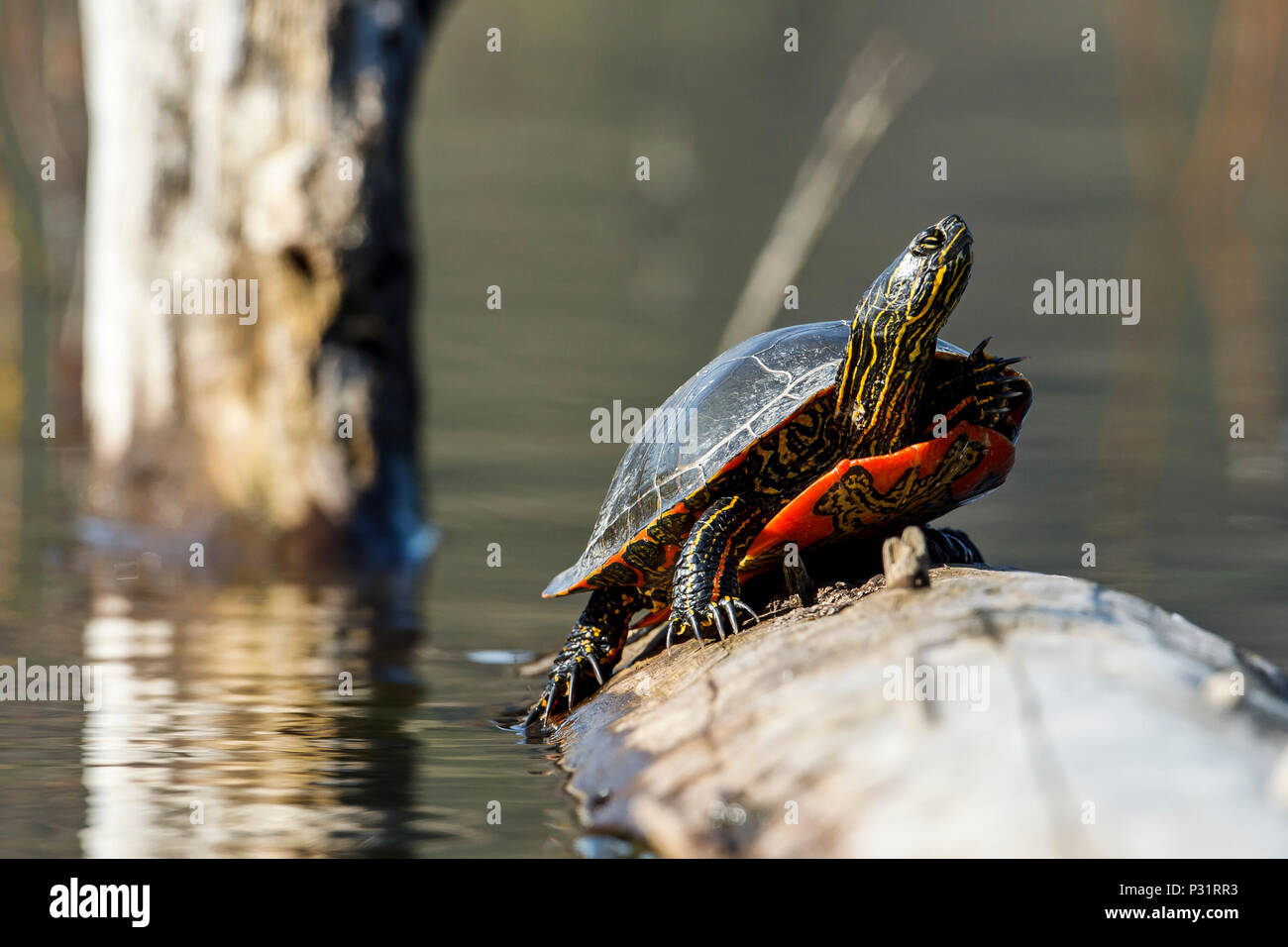 An America Painted turtle (chrysemys picta) basks in the sun on a log ...