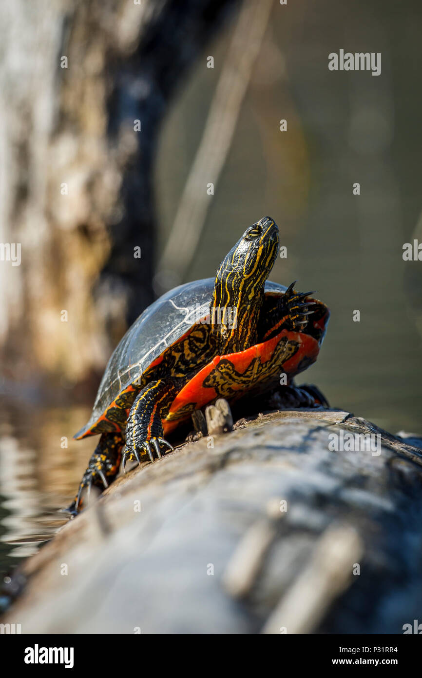 An America Painted turtle (chrysemys picta) basks in the sun on a log ...