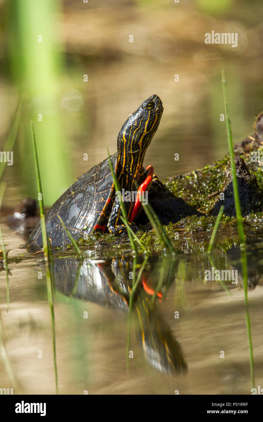 An America Painted turtle (chrysemys picta) is partly on a log on ...