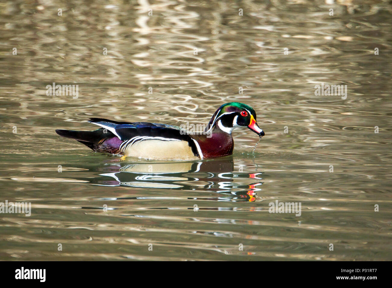 A male wood duck (Aix Sponsa) swims in Fernan Lake in north Idaho Stock ...