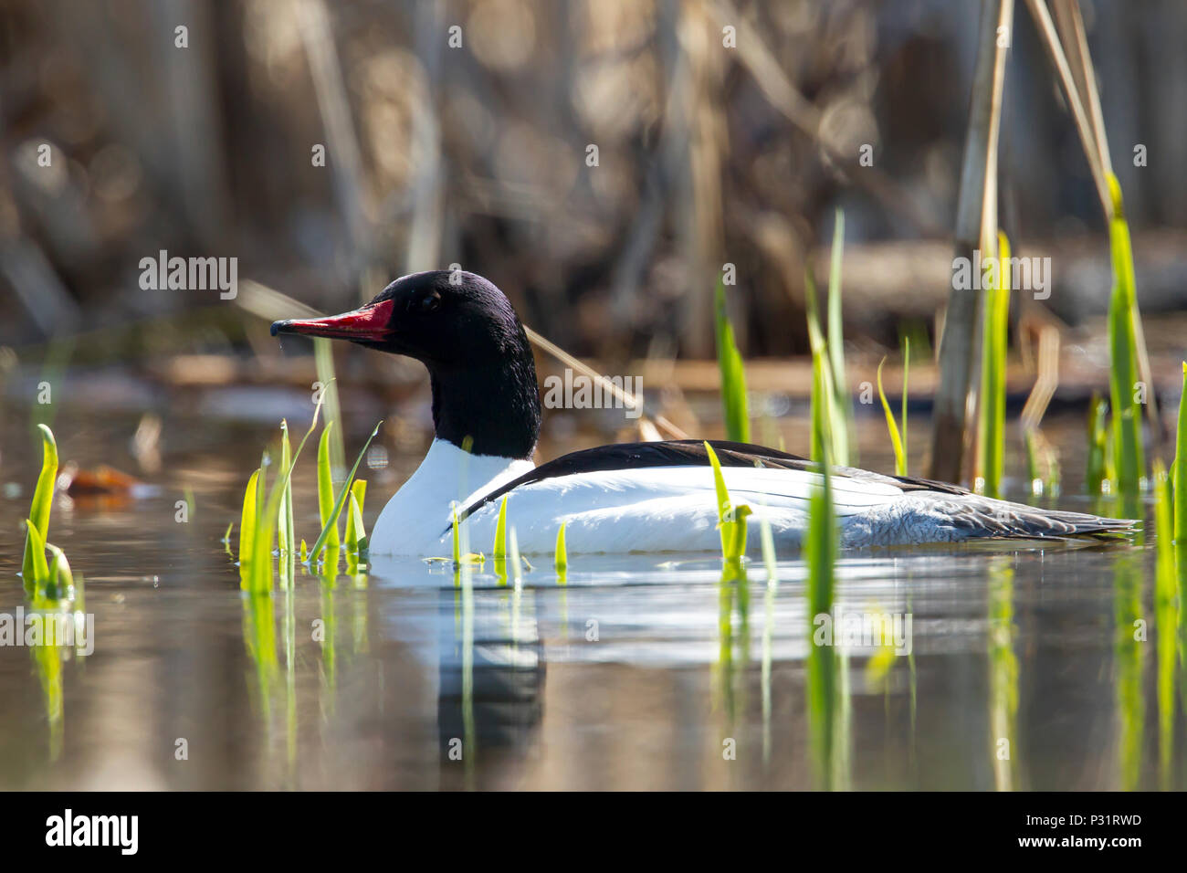 Male common merganser hi-res stock photography and images - Alamy
