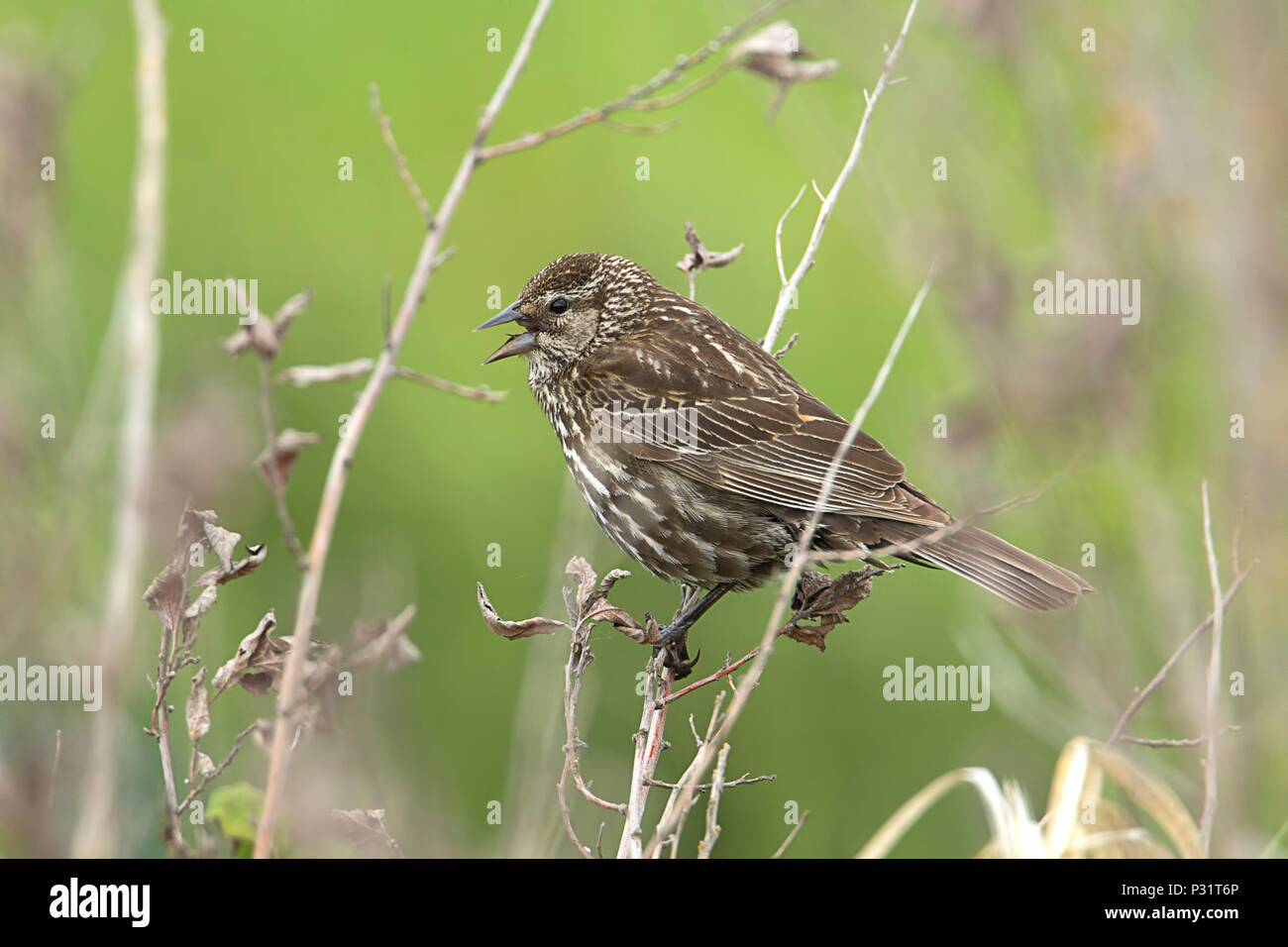 Chirping sparrow hi-res stock photography and images - Alamy