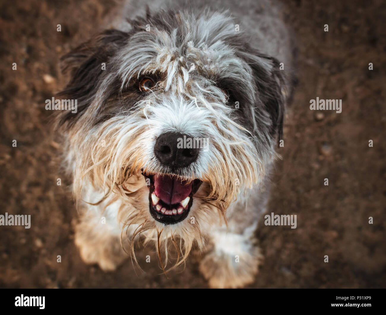 Country farm dog hi-res stock photography and images - Alamy