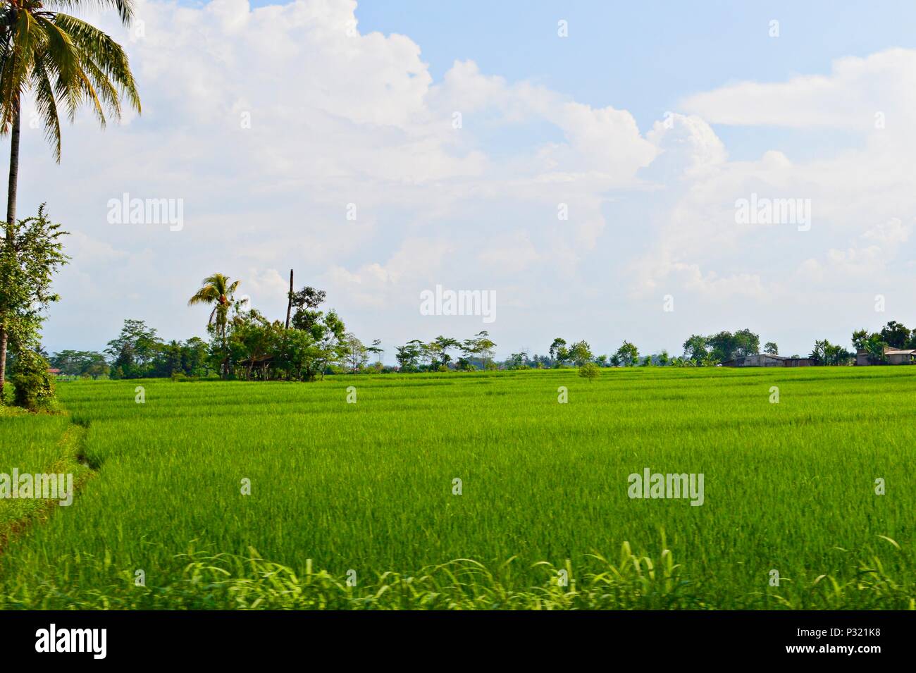 Paddy ecosystem hi-res stock photography and images - Alamy