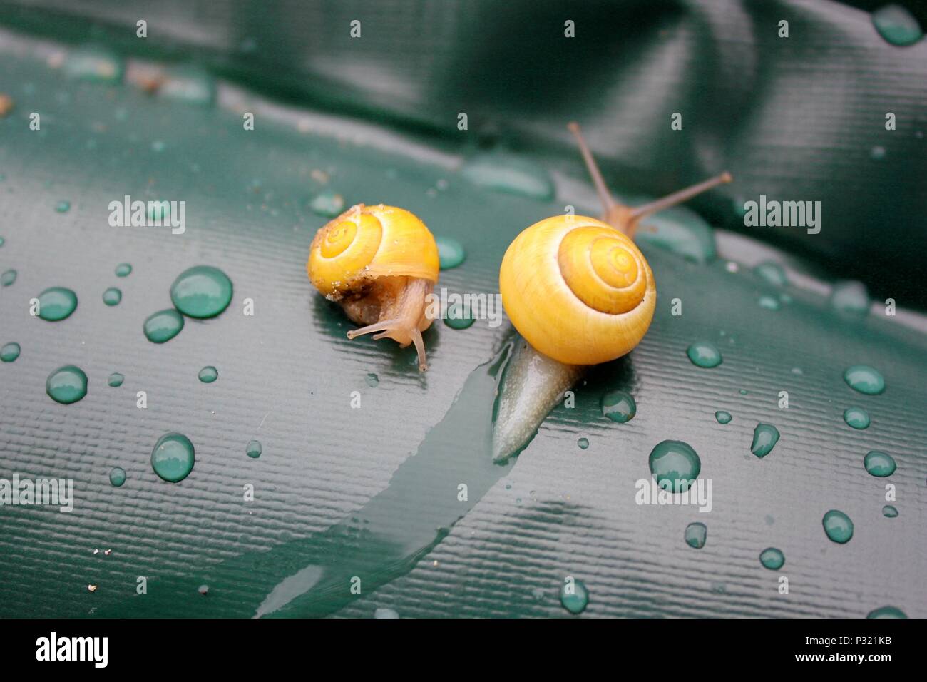 Snails after rain hi-res stock photography and images - Alamy