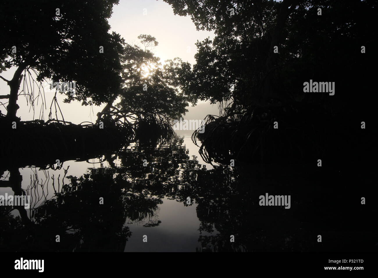 Mangroves in the fog in Bear Cut, Key Biscayne, Florida Stock Photo - Alamy