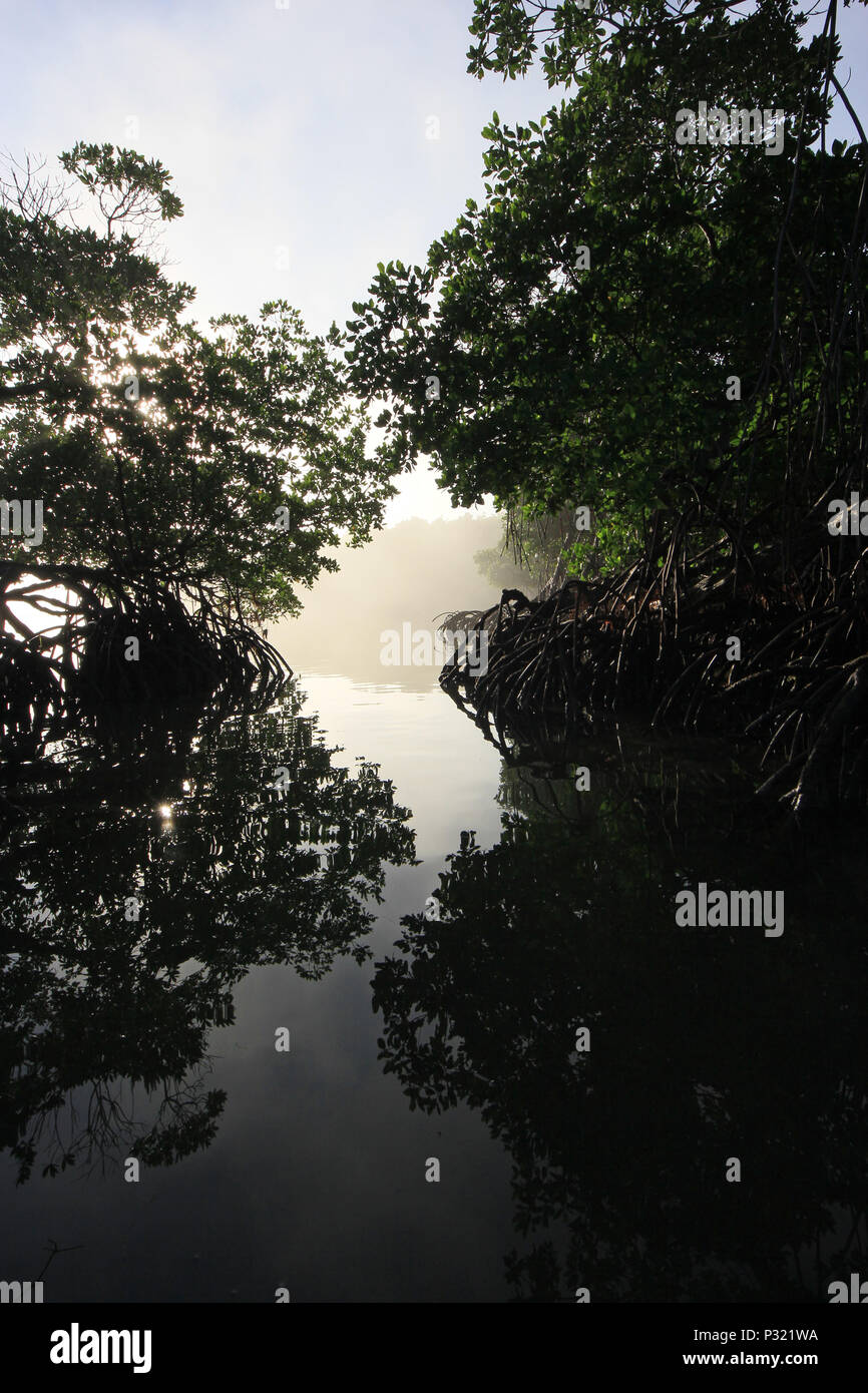 Mangroves in the fog in Bear Cut, Key Biscayne, Florida Stock Photo - Alamy