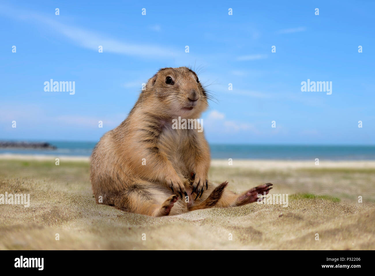 Little prairie dog hi-res stock photography and images - Alamy