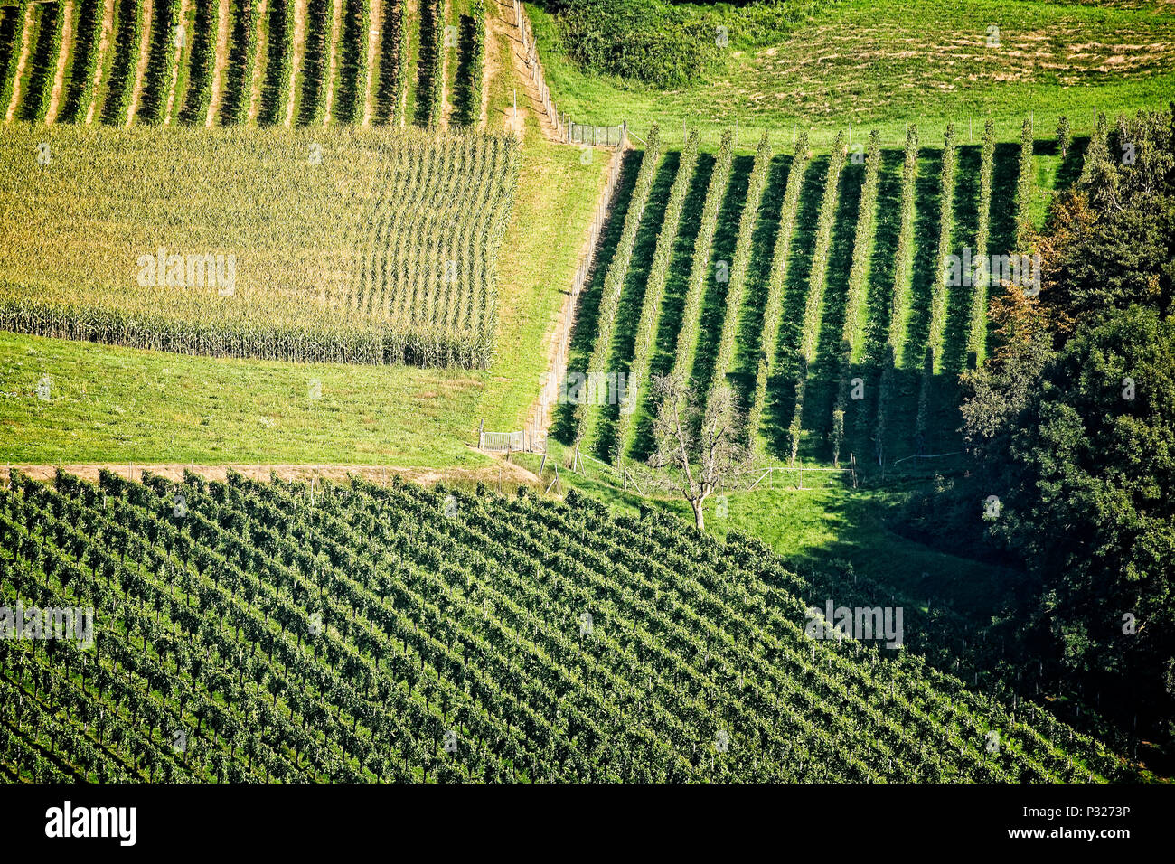 Scenic corn fields hi-res stock photography and images - Alamy