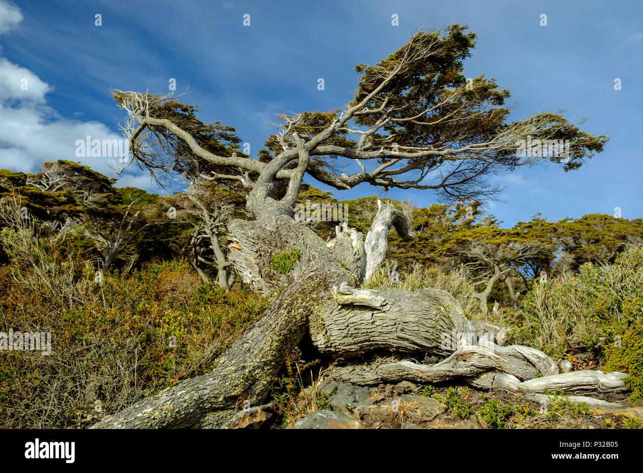 Patagonia tree hi-res stock photography and images - Alamy