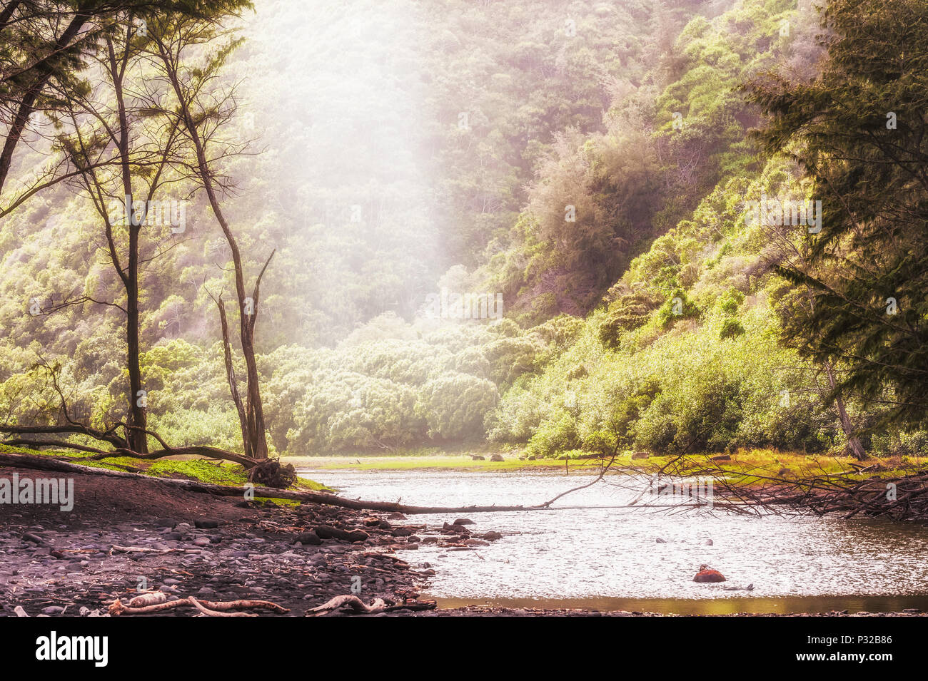 Hawaii forest sun hi-res stock photography and images - Alamy