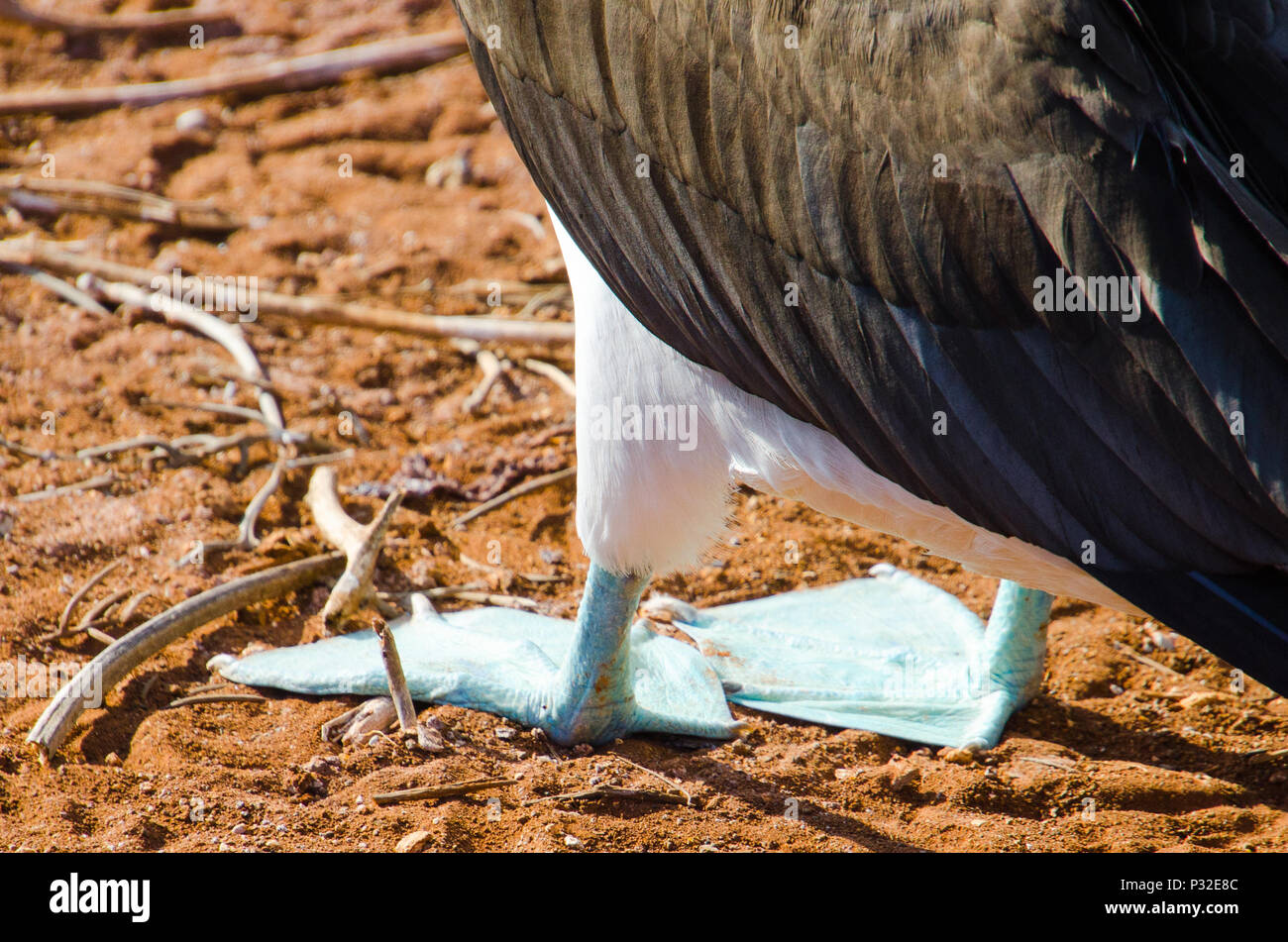 Low perspective of of famous blue footed booby feet. Feathers and web ...