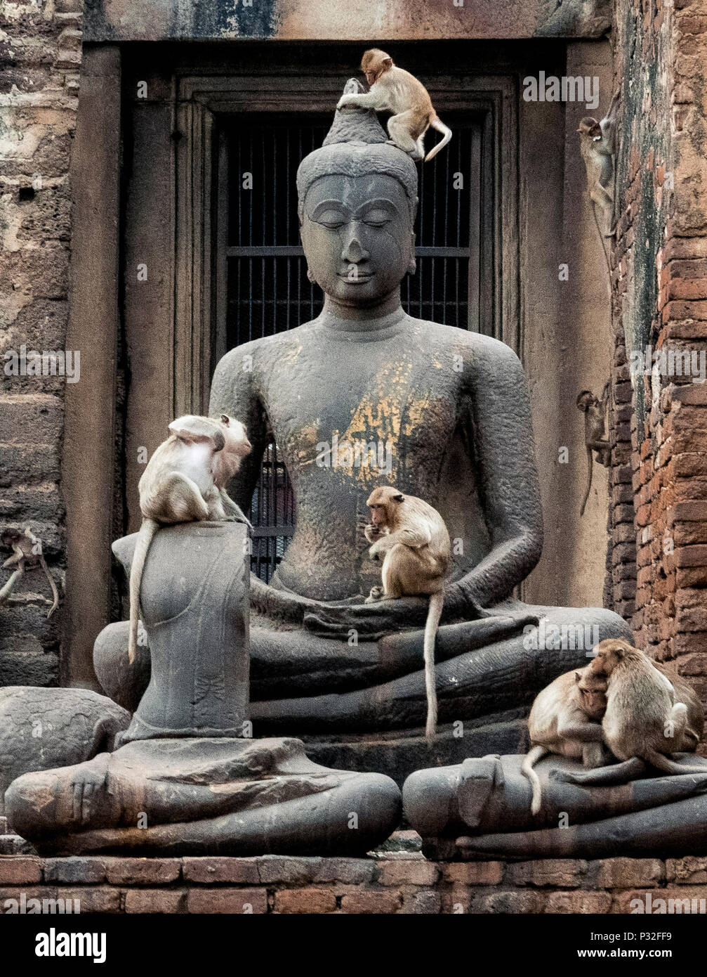 Lopburi, Thailand. 5th Nov, 2017. Monkeys climbing on a Buddha statue ...