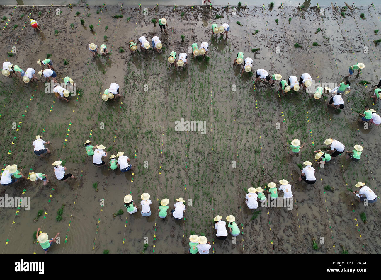 Transplanting of rice seedling hi-res stock photography and images - Alamy