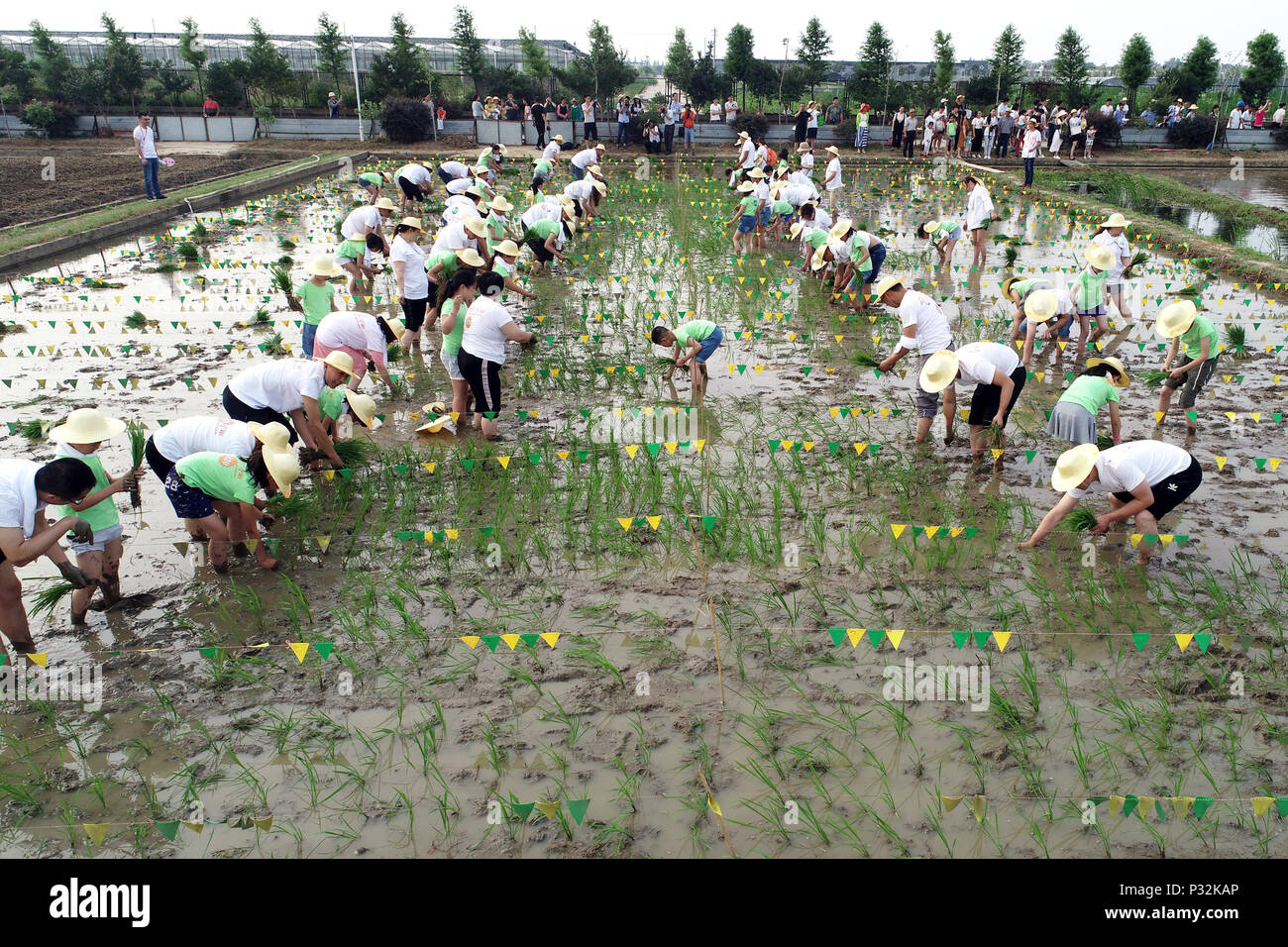 Transplanting of rice seedling hi-res stock photography and images - Alamy