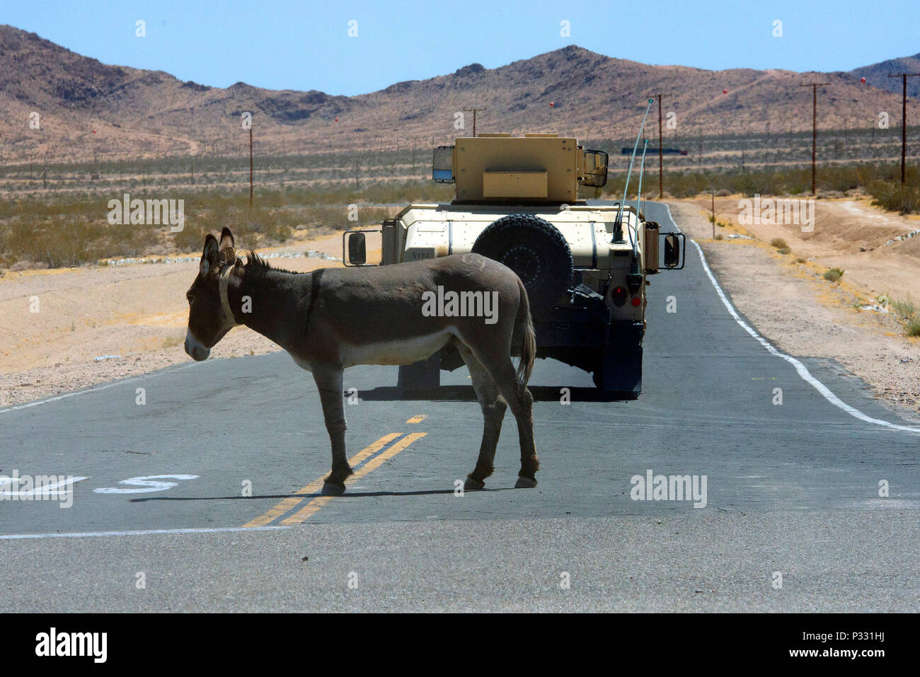 Burro crossing hi-res stock photography and images - Alamy