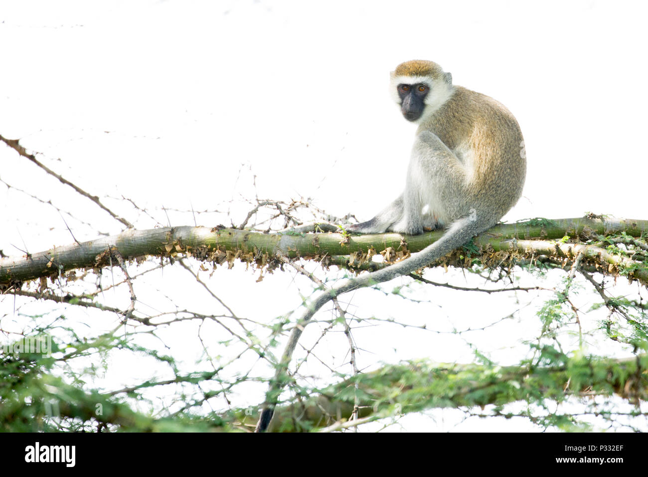 Black faced vervet monkey hi-res stock photography and images - Alamy