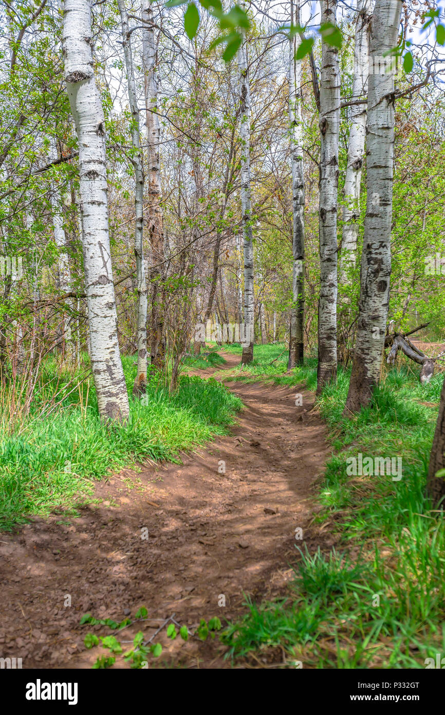 Quaking Aspen trees on trail in Utah in Big Springs Park Stock Photo ...