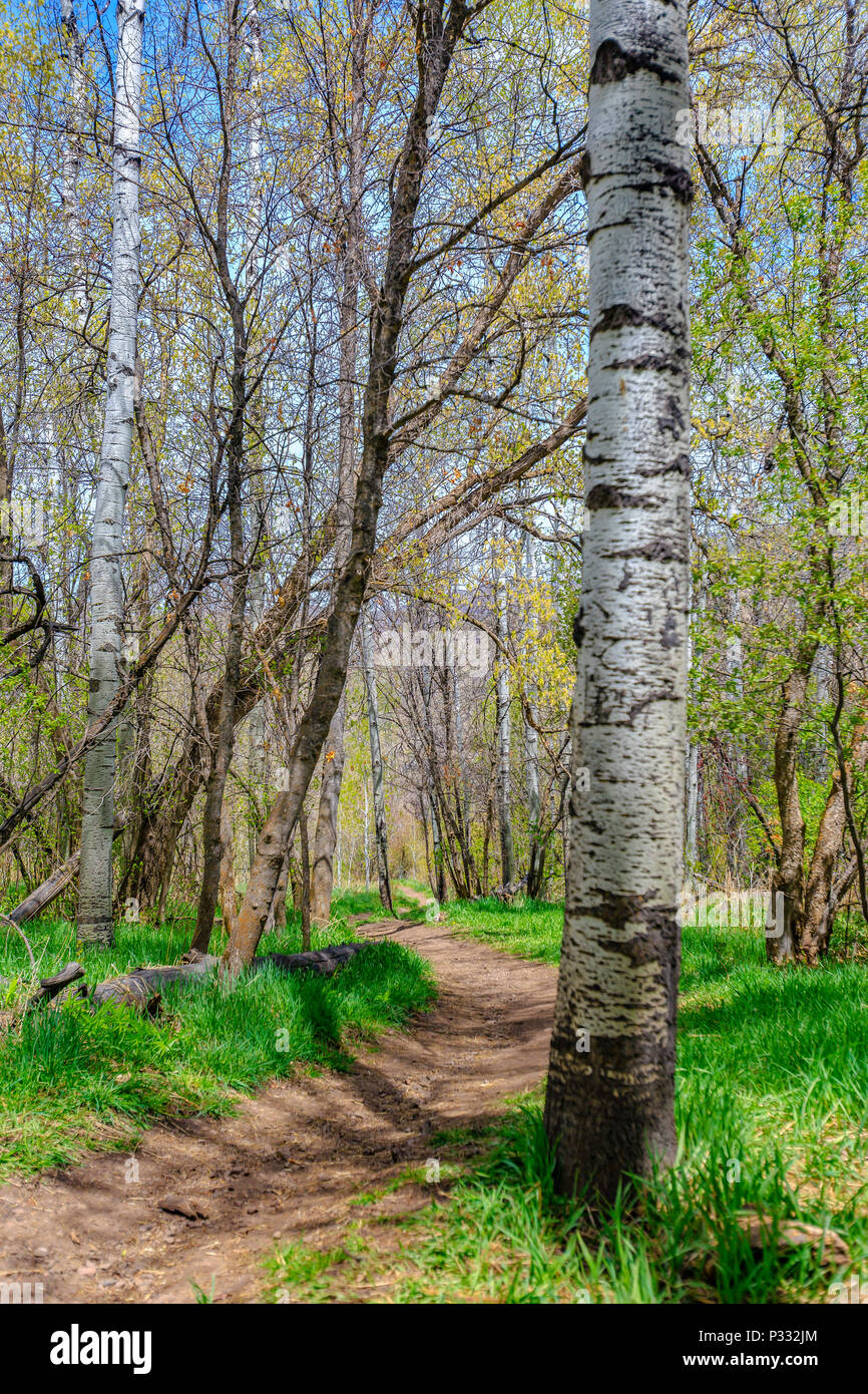 Quaking aspen tree national park utah hi-res stock photography and ...