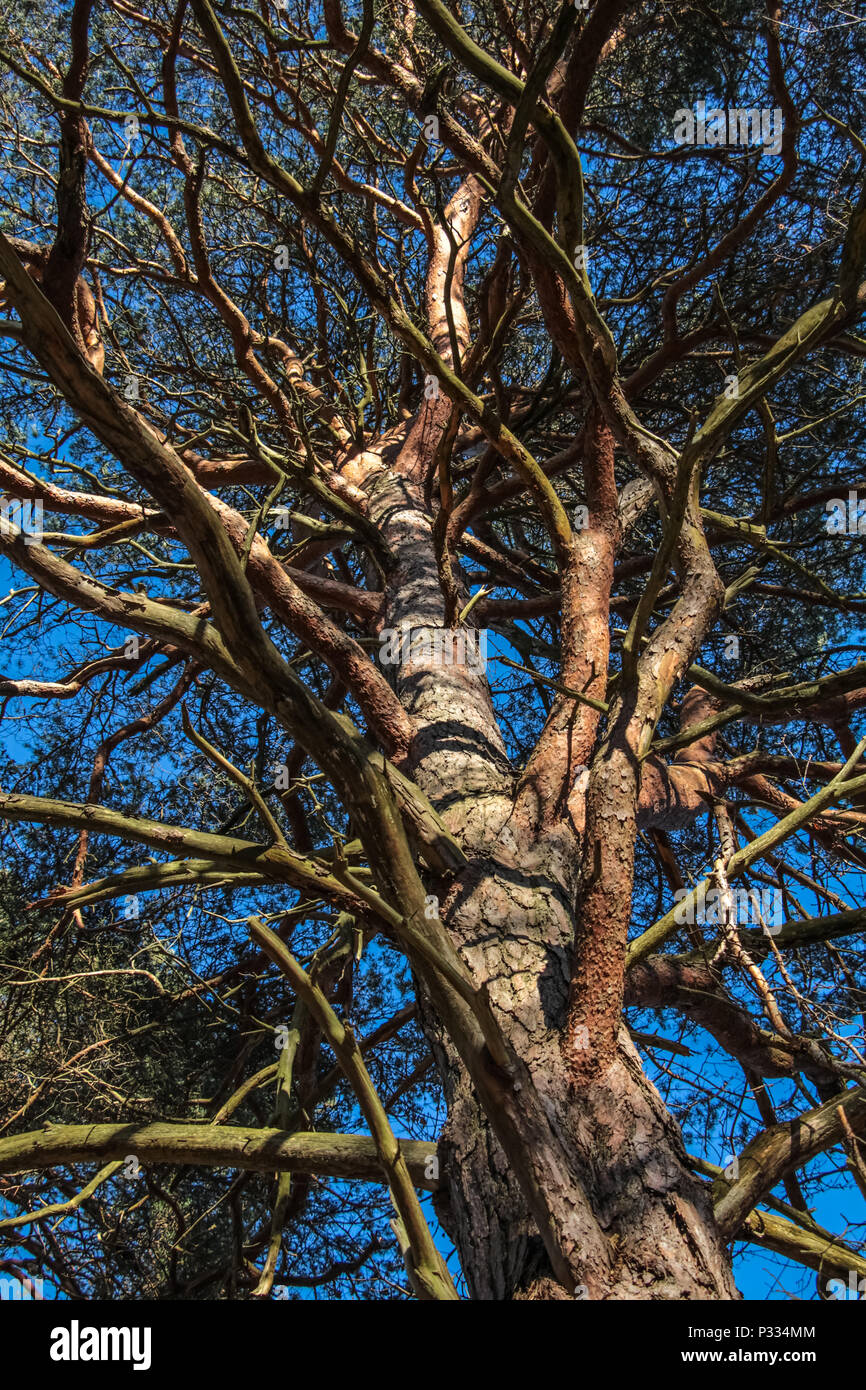 Large pine view from below hi-res stock photography and images - Alamy