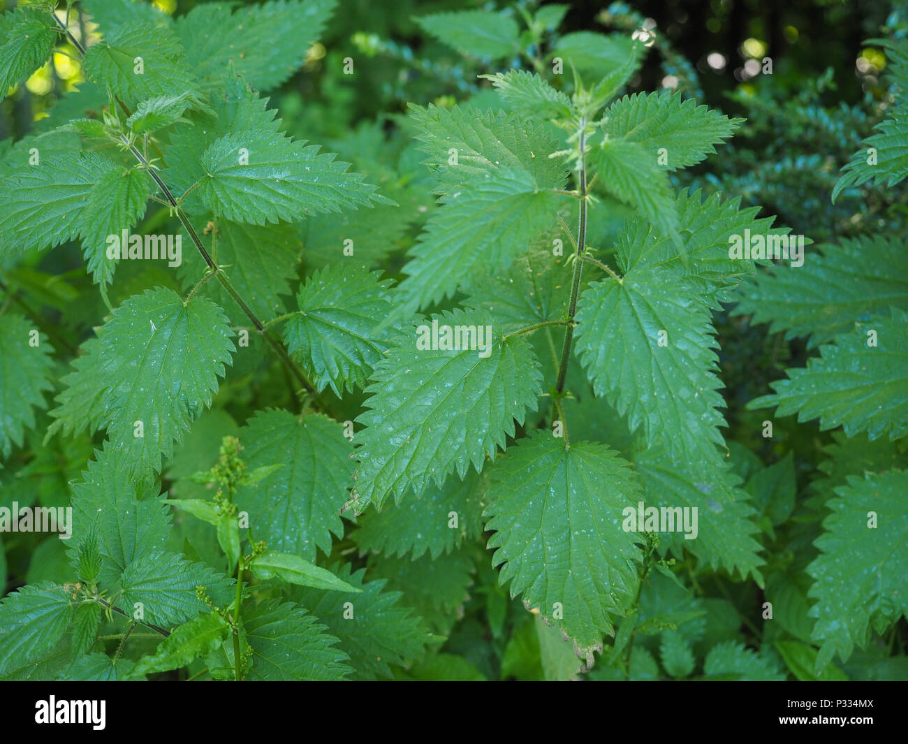 nettle (Urtica Dioica) aka Stinging Nettle plant Stock Photo - Alamy