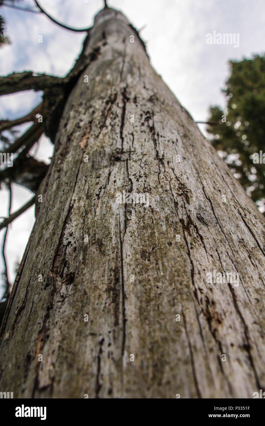 Dead tree without bark hi-res stock photography and images - Alamy