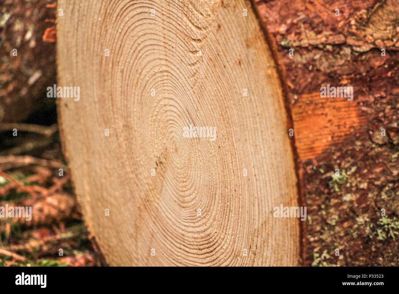 Smooth surface of a tree trunk cut letting see the age rings Stock ...
