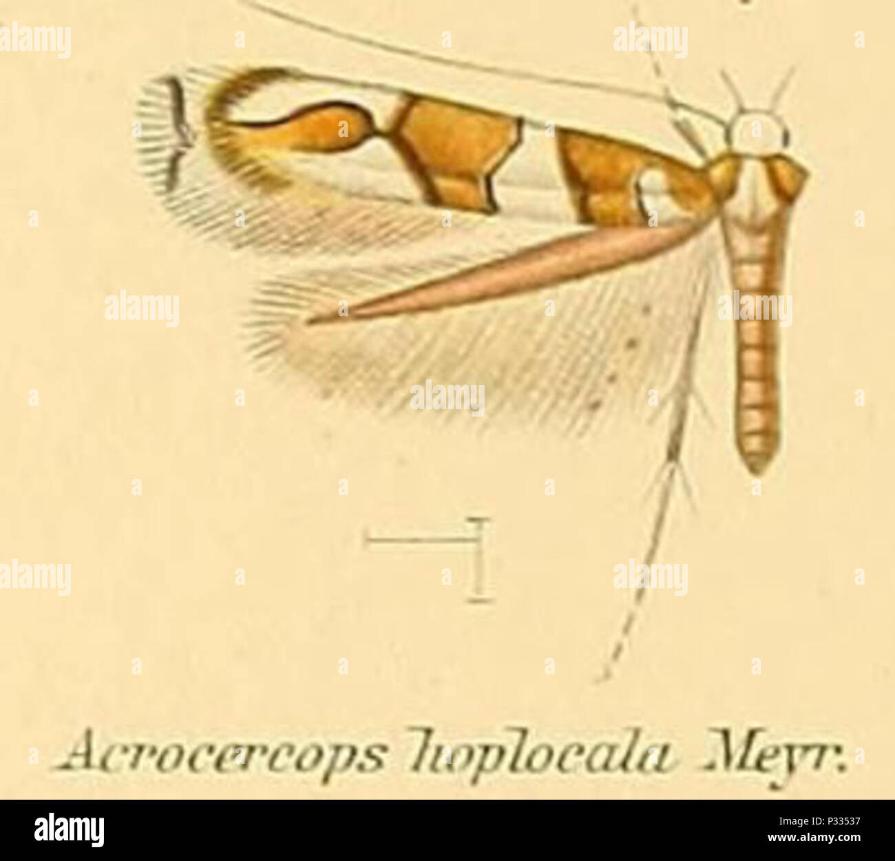 07-Acrocercops hoplocala 28Meyrick 188029 Stock Photo - Alamy