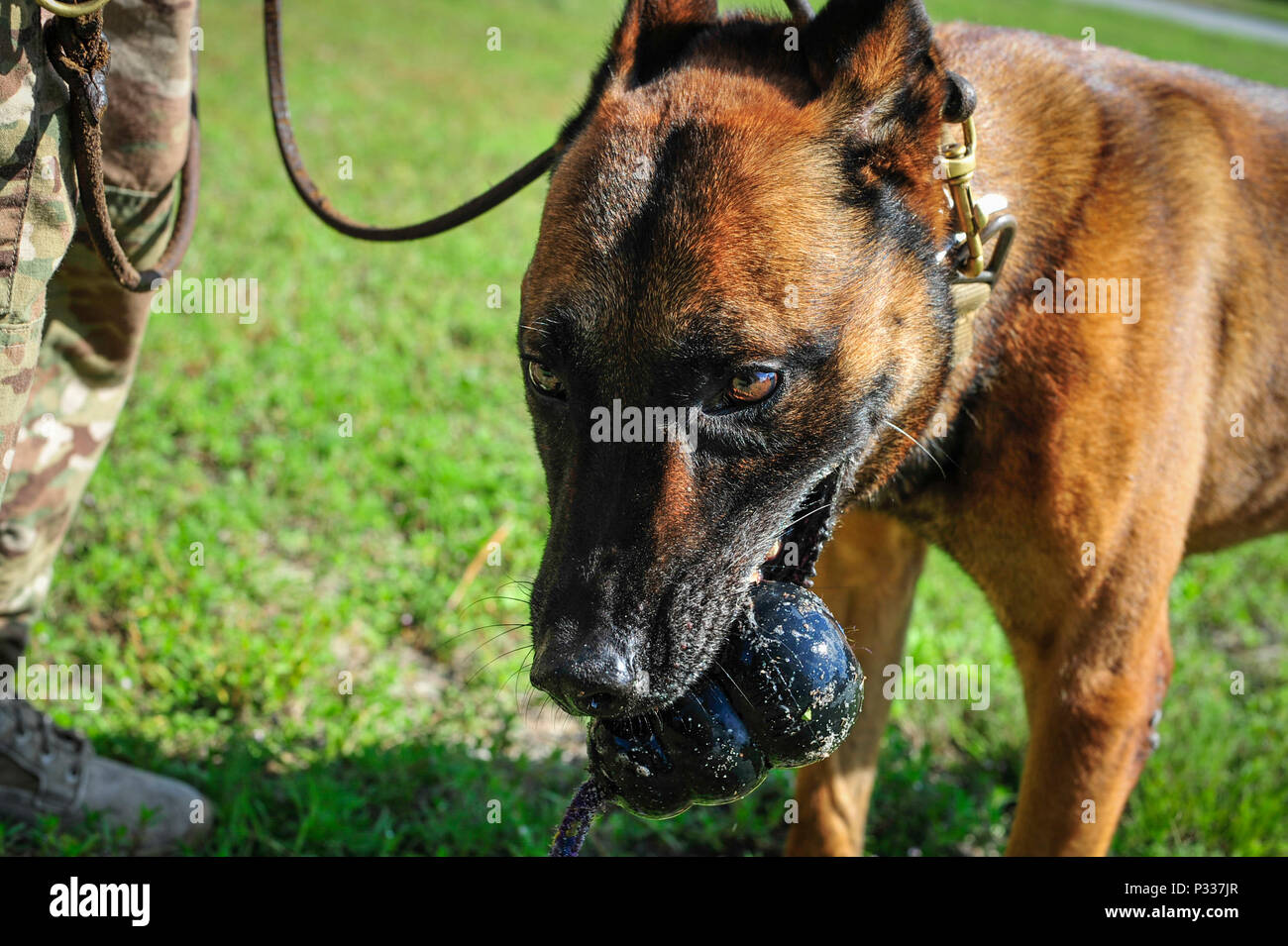 Ziko, a military working dog with the 1st Special Operations Security ...