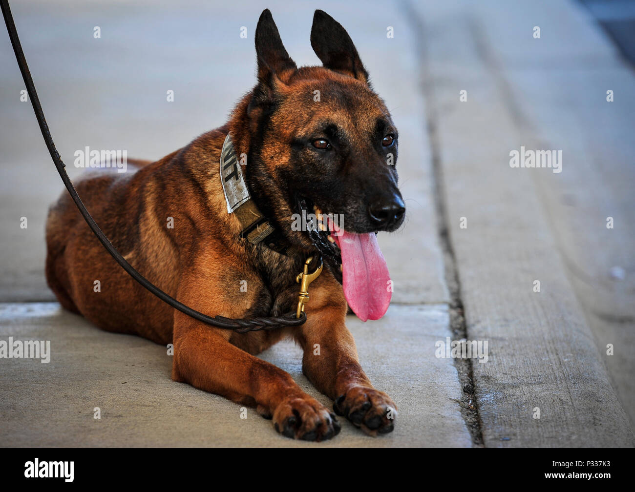 Ziko, a military working dog with the 1st Special Operations Security ...