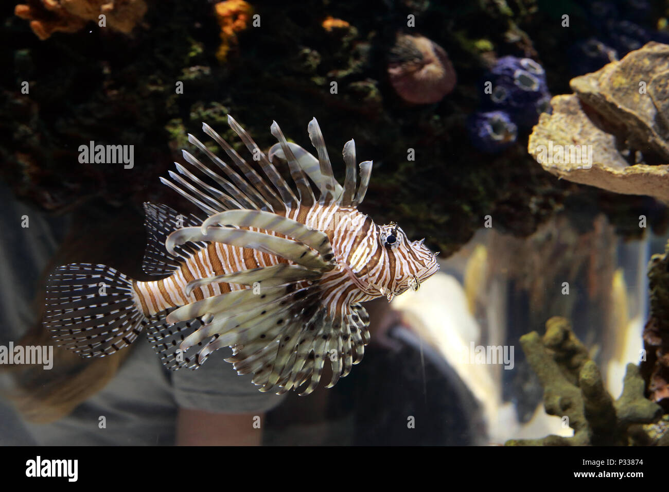 Cod swimming hi-res stock photography and images - Alamy
