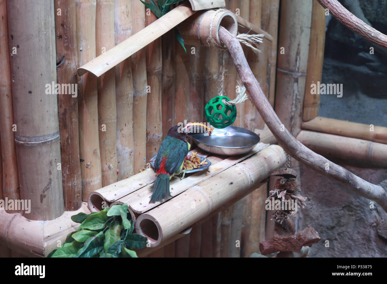 Colorful tropical bird eating Stock Photo - Alamy