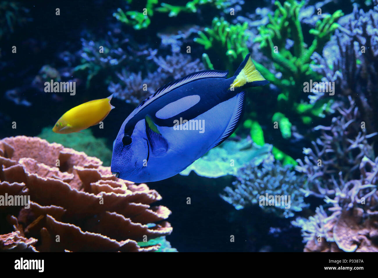 Colorful tropical fish and coral Stock Photo - Alamy