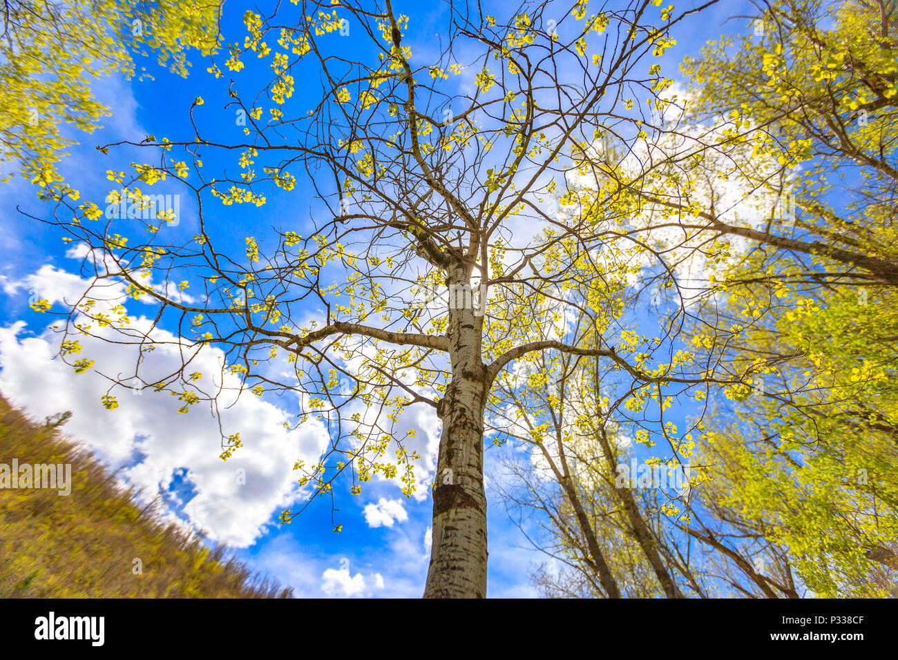 Big hills springs hi-res stock photography and images - Alamy