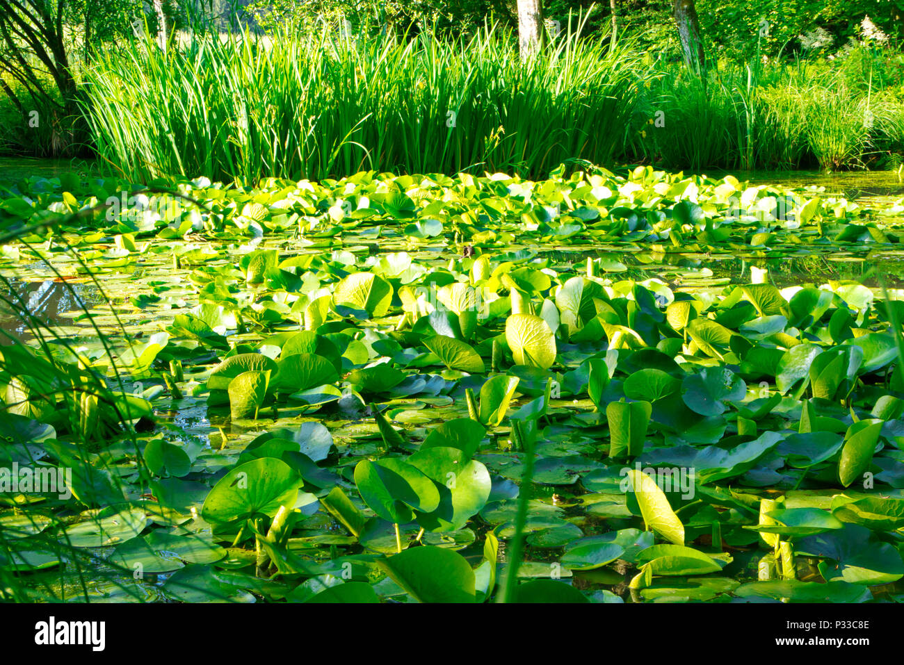 Frog swamp in the summer Stock Photo - Alamy