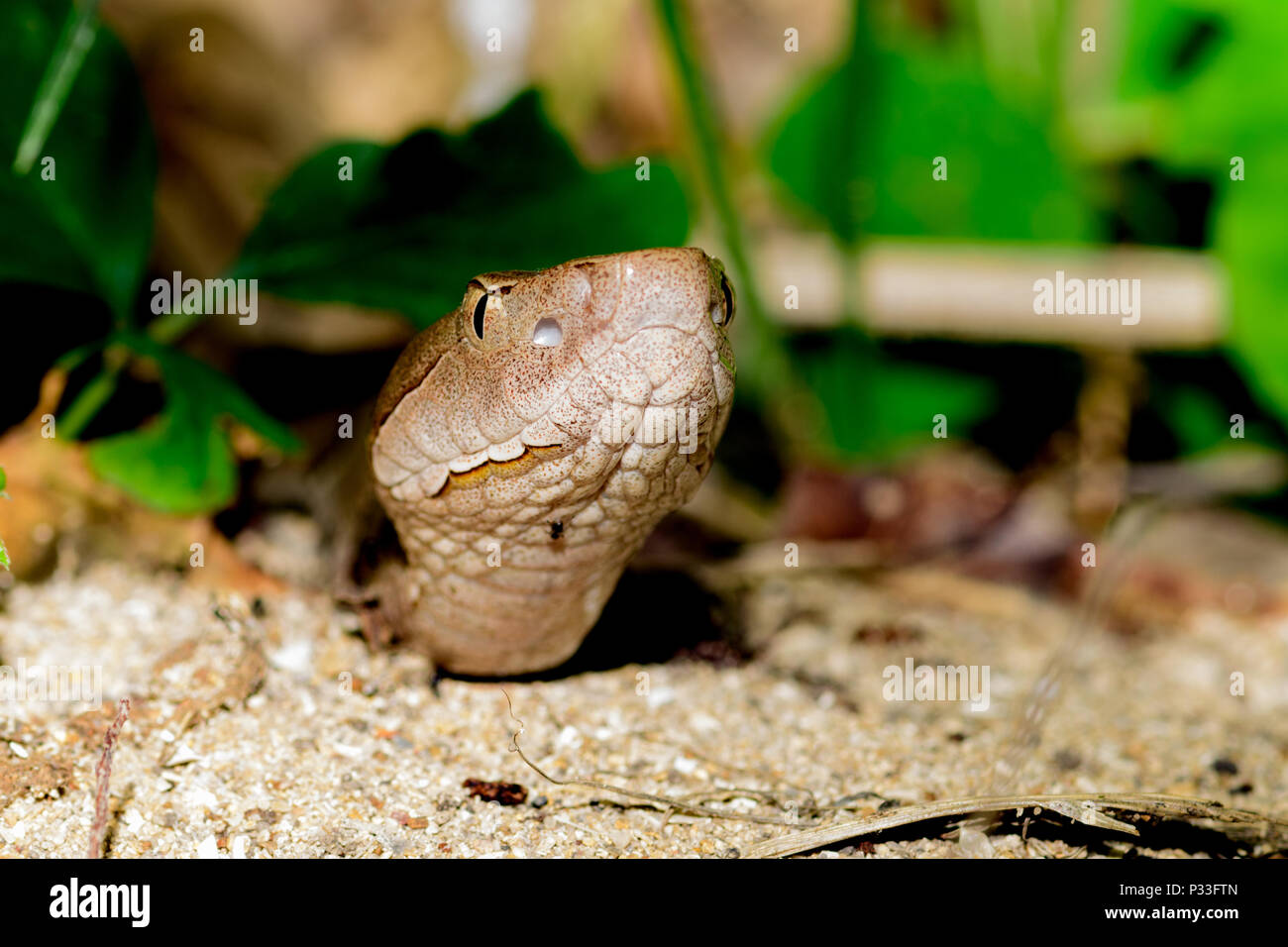 Juvenile copperhead snake hi-res stock photography and images - Alamy