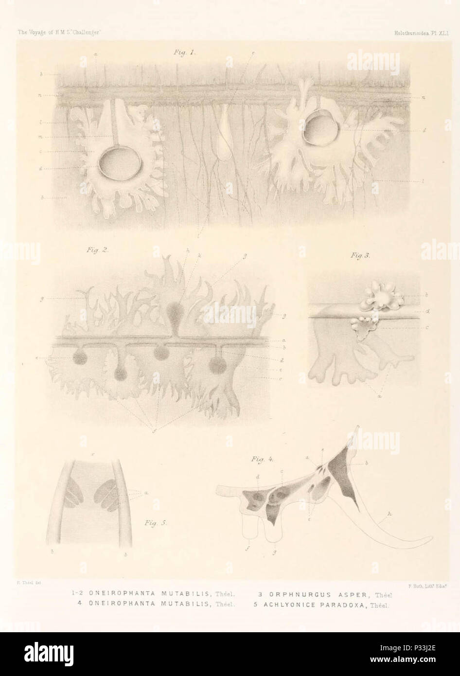 Report on the scientific results of the voyage of H.M.S. Challenger ...