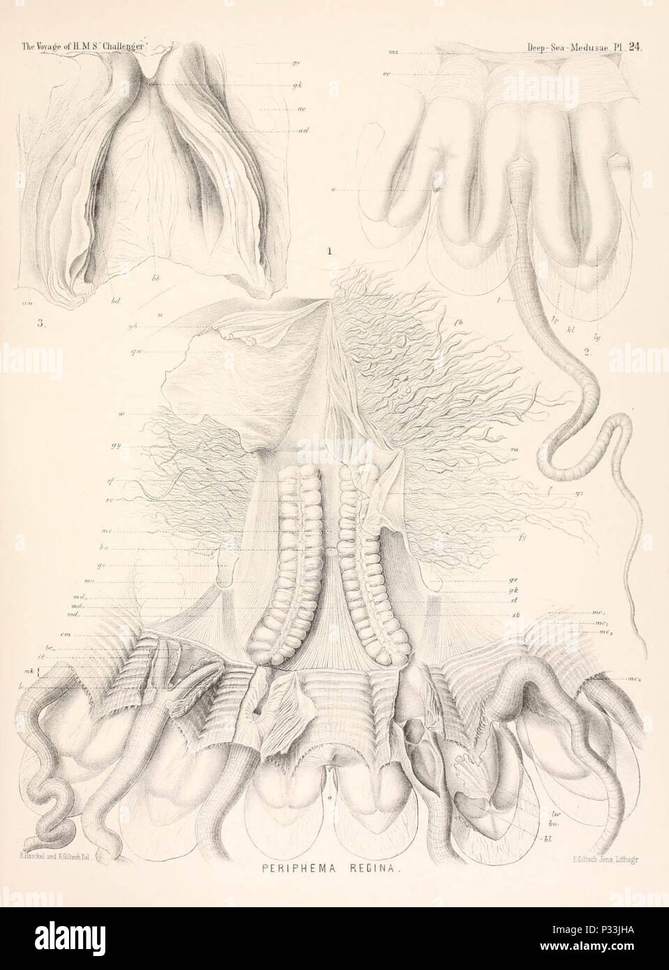 Report on the scientific results of the voyage of H.M.S. Challenger ...