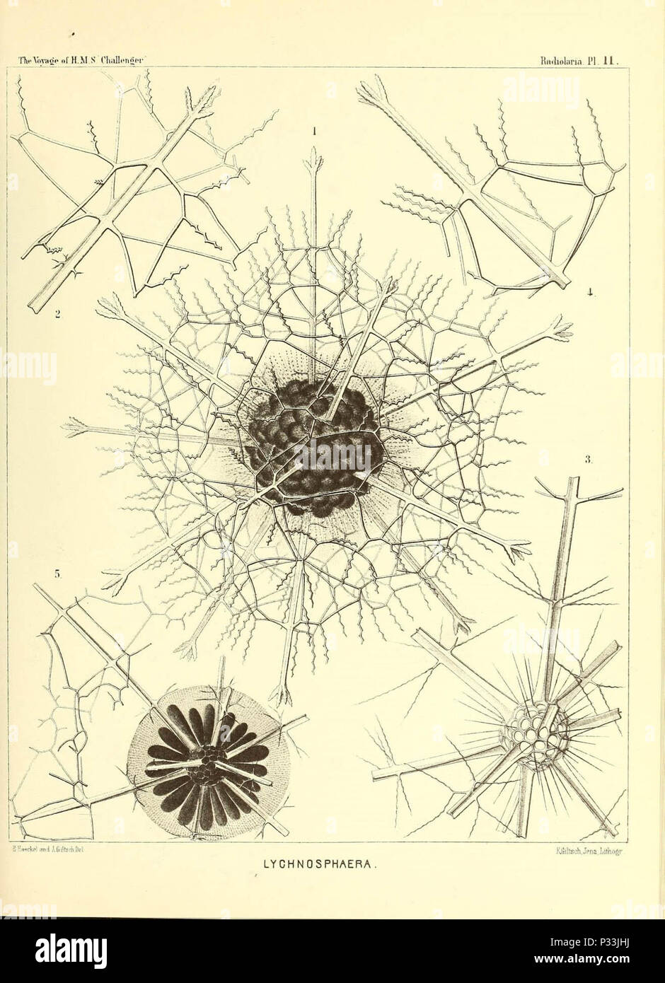 Report on the scientific results of the voyage of H.M.S. Challenger ...