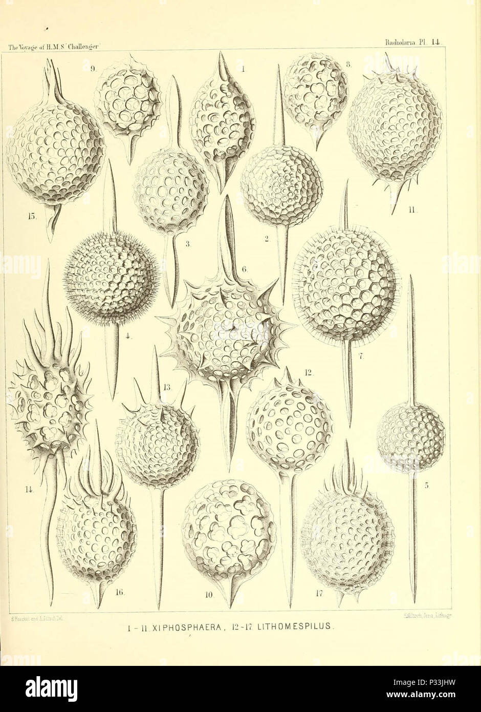 Report on the scientific results of the voyage of H.M.S. Challenger ...
