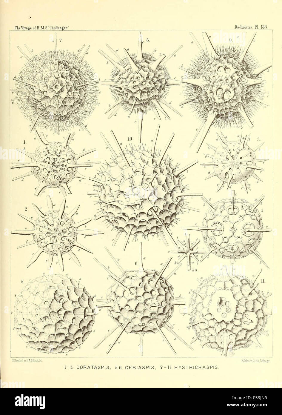 Report on the scientific results of the voyage of H.M.S. Challenger ...