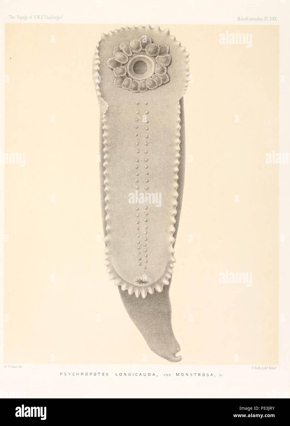 Report on the scientific results of the voyage of H.M.S. Challenger ...