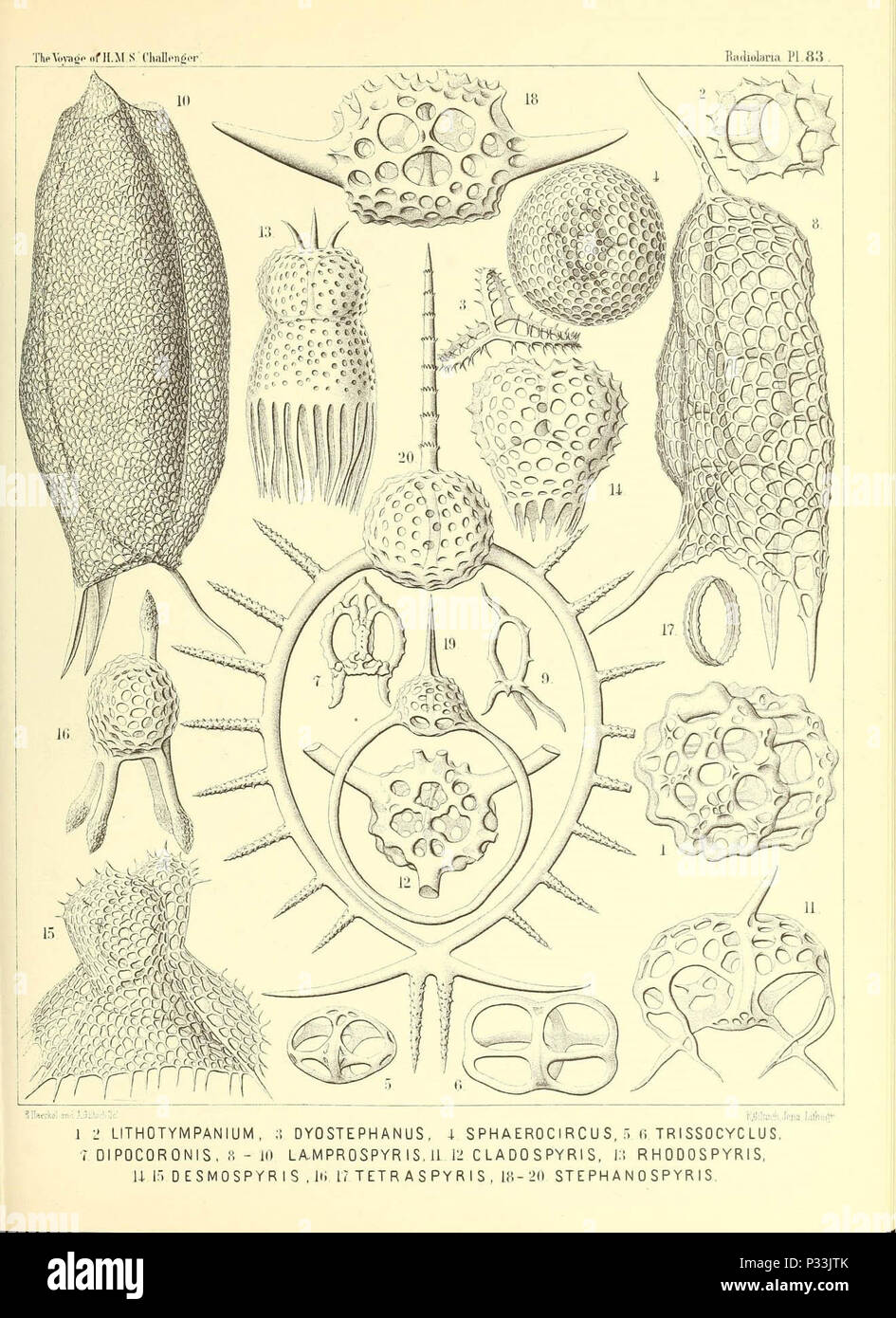 Report on the scientific results of the voyage of H.M.S. Challenger ...