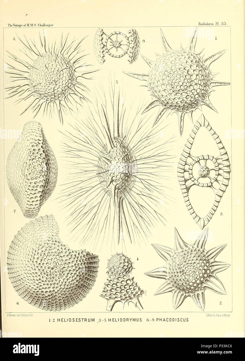 Report on the scientific results of the voyage of H.M.S. Challenger ...
