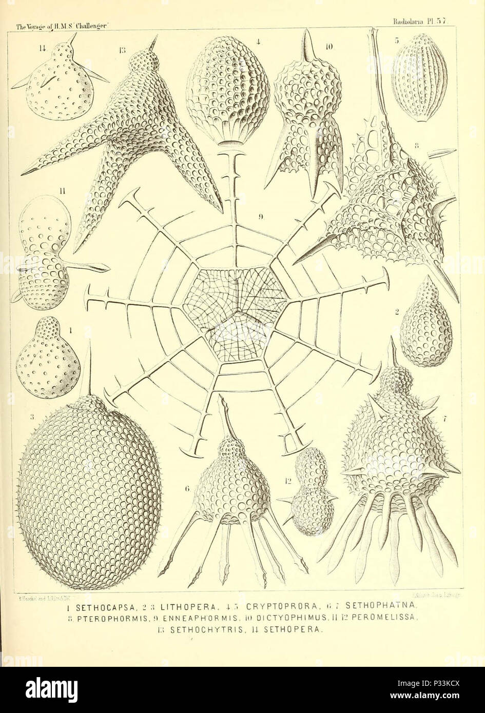 Report on the scientific results of the voyage of H.M.S. Challenger ...