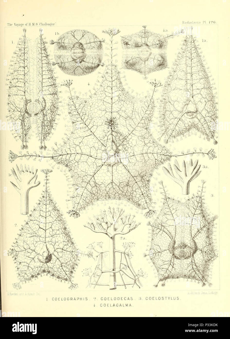 Report on the scientific results of the voyage of H.M.S. Challenger ...