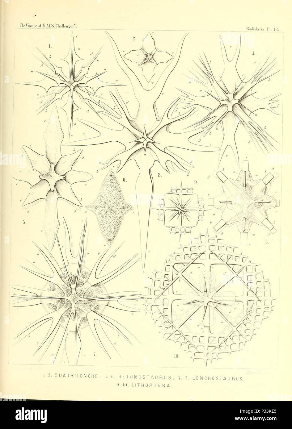 Report on the scientific results of the voyage of H.M.S. Challenger ...
